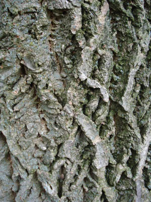 Amur Cork - Phellodendron amurense - U City In Bloom