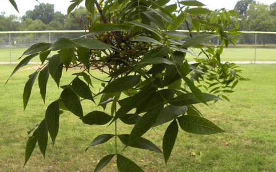 Chinese Pistache - Pistacia chinensis - U City In Bloom