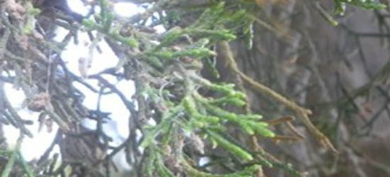 Eastern Redcedar - Juniperus viginiana - U City In Bloom