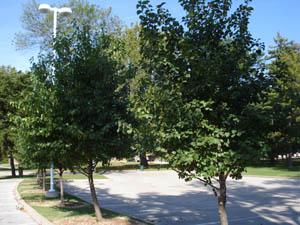 Italian Alder - Alnus cordata - U City In Bloom