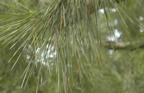 Japanese Black Pine - Pinus thunbergiana (syn. thunbergii) - U City In ...