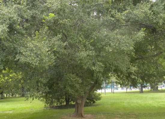 Lacebark Elm - Ulmus parvifolia - U City In Bloom