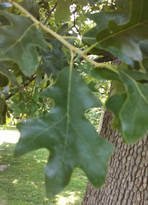 Post Oak - Quercus stellata - U City In Bloom