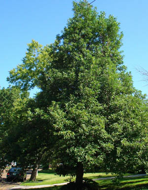 Sweetbay Magnolia - Magnolia virginiana - U City In Bloom