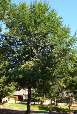 Water Oak - Quercus nigra - U City In Bloom