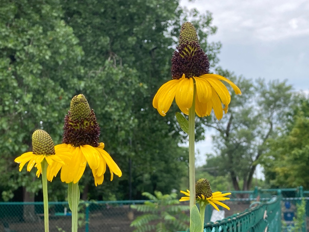 Ode to the Giant Coneflower - U City In Bloom