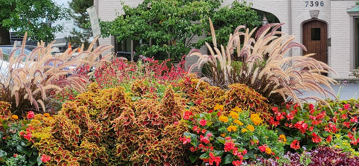 Celebrating 40 years of U City in Bloom !! - U City In Bloom